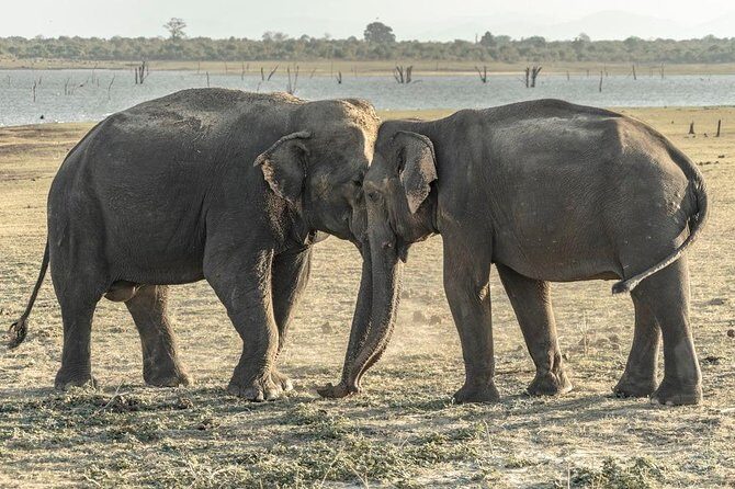Private Day Trip to Pidurangala Rock & Jeep Safari From Colombo - Discovering Pidurangala Rock: A Spectacular Start