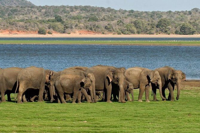 Private Day Trip to Pidurangala Rock & Jeep Safari From Colombo - How the Experience Benefits Travelers