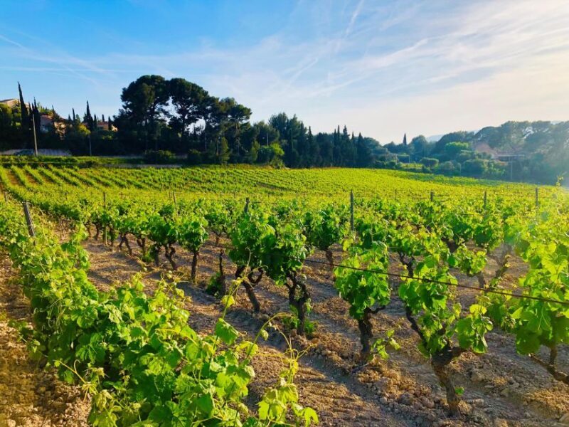 Private Day Trip to Provence and Lavender Fields - Authentic Experiences and Real Traveler Feedback