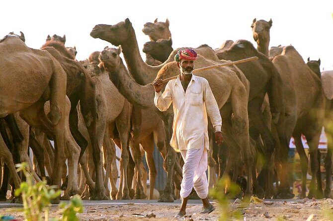 Private Day Trip to Pushkar From Jaipur - The Sum Up