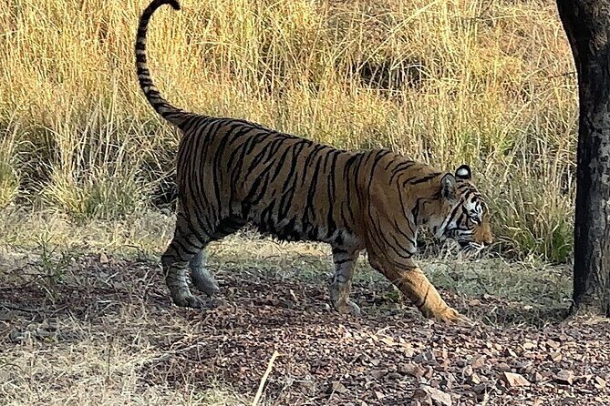 Private Day Trip To Ranthambore National Park from Jaipur - A Detailed Look at the Experience