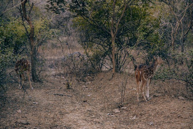 Private Day Trip To Ranthambore National Park from Jaipur - Who Should Consider This Tour?