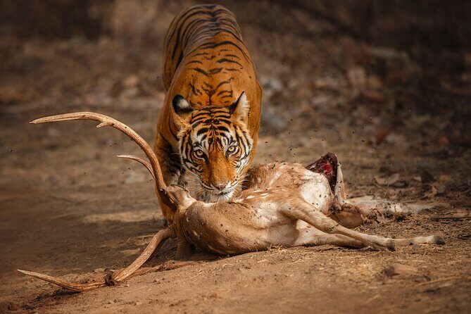 Private Day Trip to Ranthambore Tiger Reserve from Jaipur - Experience the Wild Side: A Closer Look at the Private Day Trip to Ranthambore Tiger Reserve from Jaipur