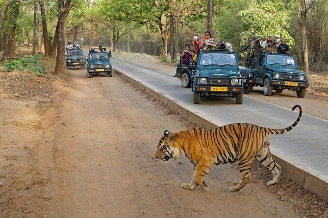 Private Day Trip to Ranthambore Tiger Reserve from Jaipur - Real Traveler Insights: What People Are Saying