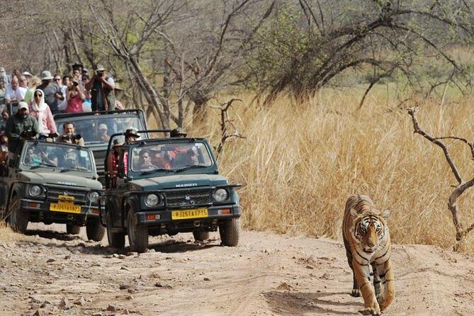 Private Day Trip to Ranthambore Tiger Reserve from Jaipur - FAQs