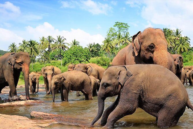 Private Day Trip to Sigiriya, cave and National park Safari Tour - Final Words: Is It Worth It?