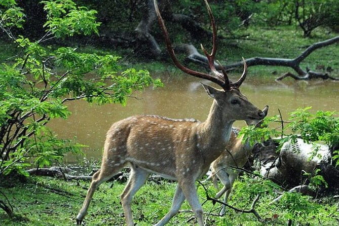 Private Day Trip To Sigiriya Dambulla and Safari From Colombo - What Travelers Say