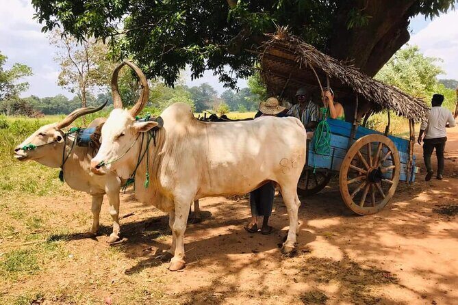 Private Day Trip to Sigiriya, Dambulla Cave Temple and Safari - Who Should Consider This Tour?