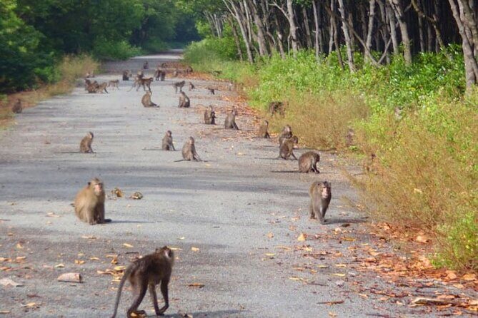 Private Day Trip to Vàm Sát Eco Forest From HCM or Phu My port - FAQ