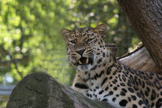 Private Day Trip to Yala National Park from Colombo - Transport, Logistics, and Timing