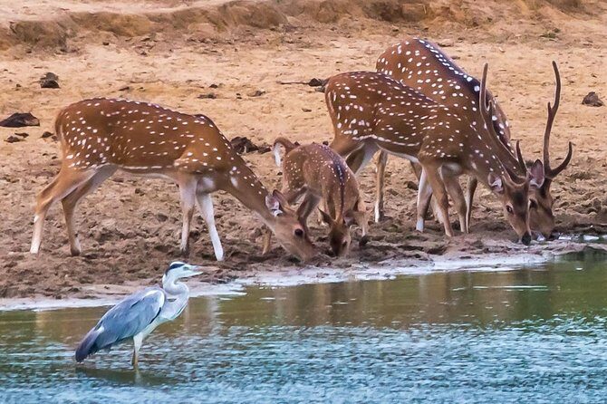 Private Day Trip to Yala National Park from Colombo - Authenticity and the Guides Role
