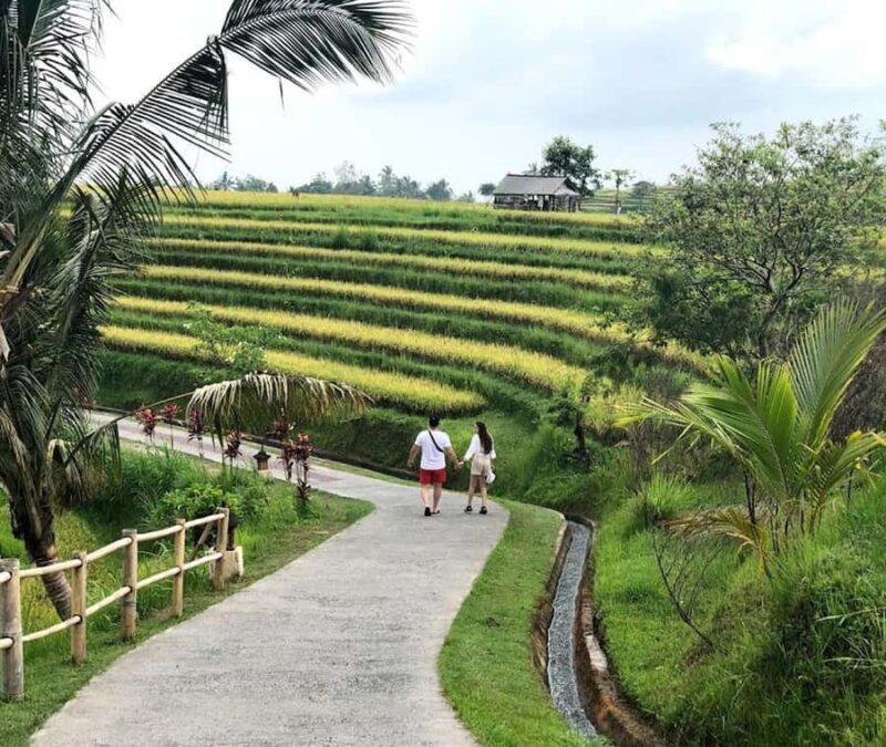 private daytrip:jatiluwih,purification ceremony,waterfalls - The Sum Up