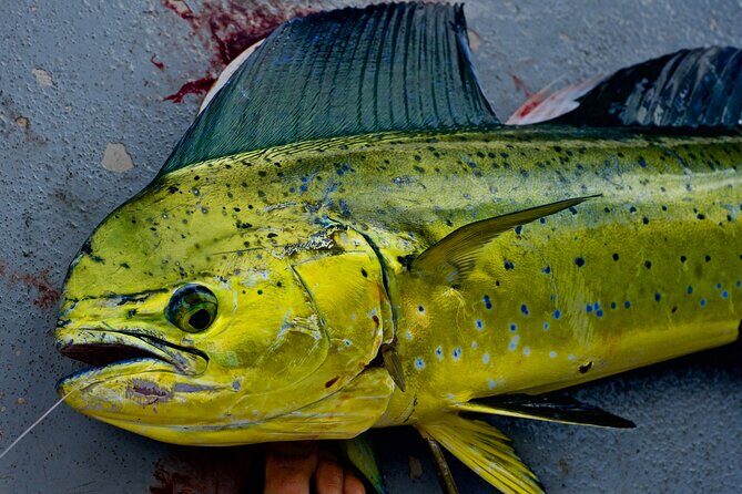 Private Deep Water Fishing in Kauai - The Experience: What to Expect on the Water