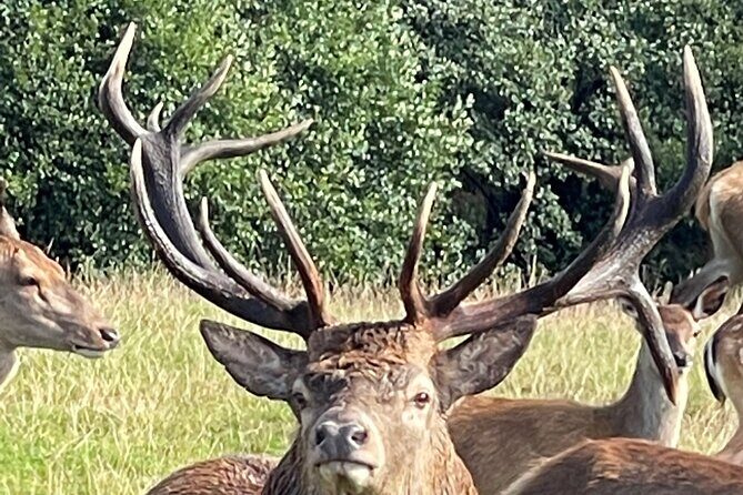 Private Deer Park Tour and Day Out in Leek - Key Points