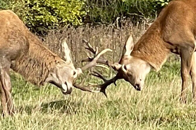 Private Deer Park Tour and Day Out in Leek - Analyzing the Value