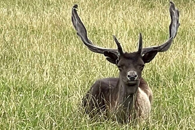 Private Deer Park Tour and Day Out in Leek - Who Is This Tour Best For?