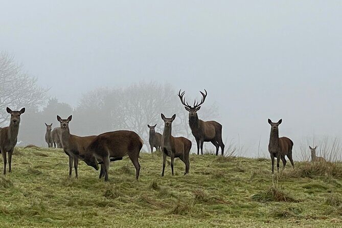 Private Deer Park Tour and Day Out in Leek - The Sum Up