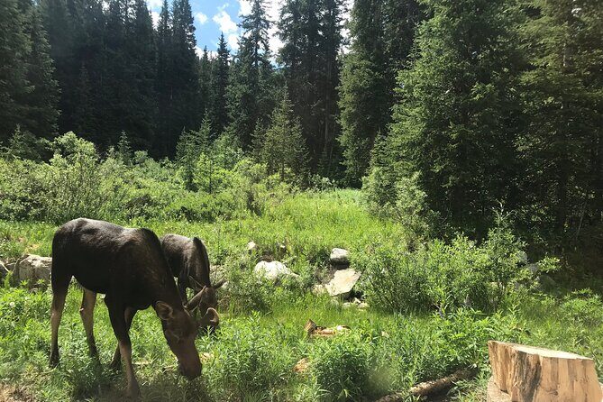 Private Denver International Airport Transfer to Vail or Beaver Creek - Key Points