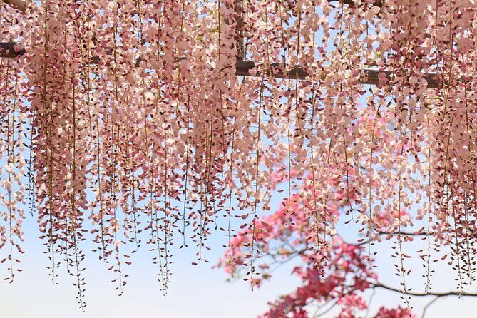 Private departure transfer from Kyoto city to Osaka Itami International airport - The Practical Benefits for Your Travel Plans