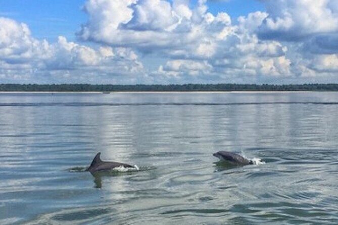 Private Disappearing Island Dolphin Tour - What to Expect from the Tour: An In-Depth Look