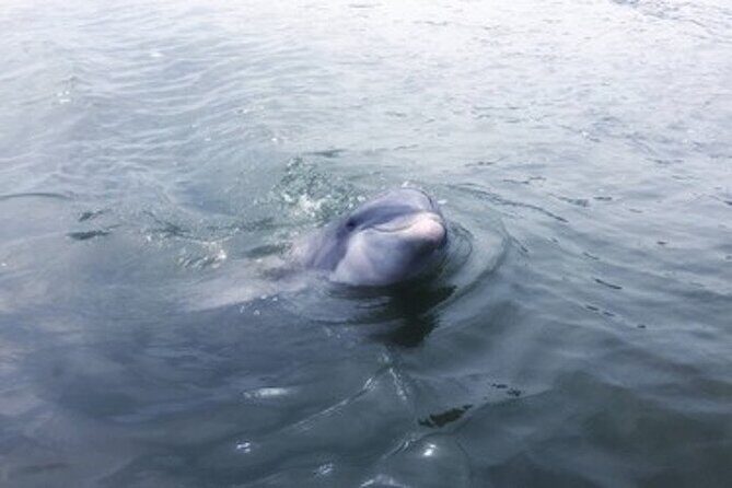 Private Disappearing Island Dolphin Tour - Analyzing the Value