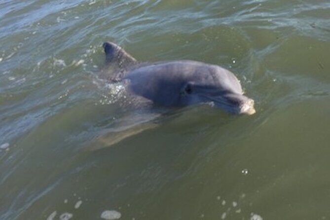 Private Disappearing Island Dolphin Tour - Frequently Asked Questions