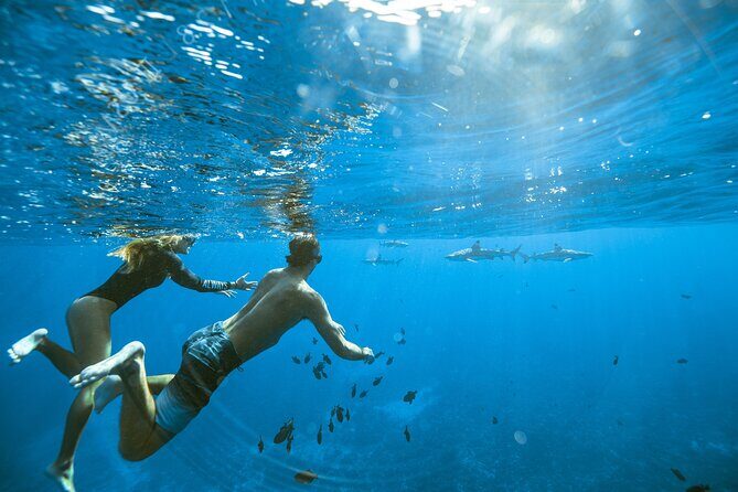 Private Discovery of the Marine Fauna of Moorea - A Detailed Look at What to Expect