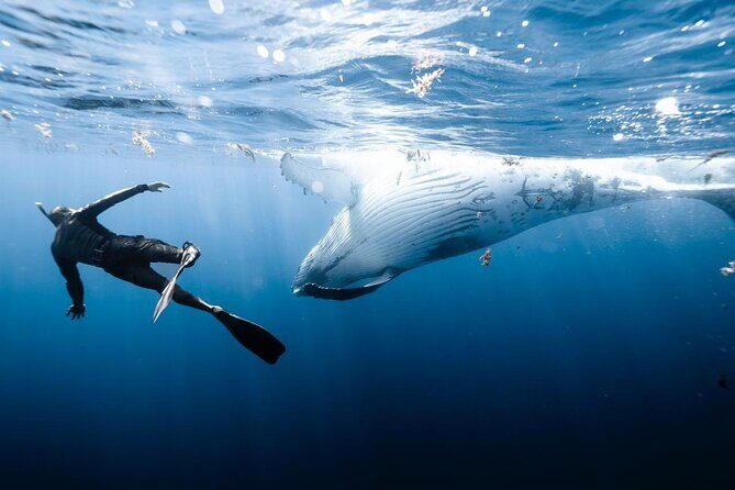 Private Discovery of the Marine Fauna of Moorea - Who Should Consider This Tour?