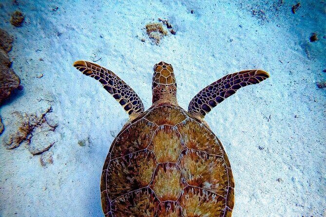 Private Dive at Shipwreck + Beautiful Reef Spot(Certified divers) - Key Points