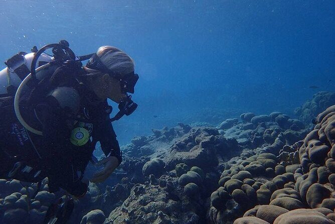 Private Dive at Shipwreck + Beautiful Reef Spot(Certified divers) - Why Choose This Dive?