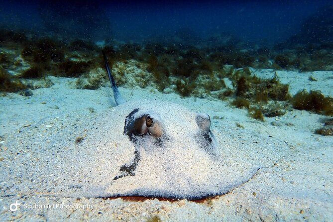 Private Dive at Shipwreck + Beautiful Reef Spot(Certified divers) - FAQ