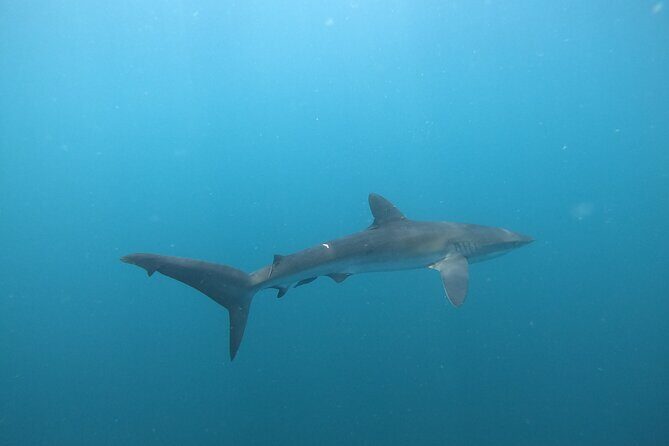 Private Dive Boat for Certified Divers - Cabo San Lucas - The Experience in Context