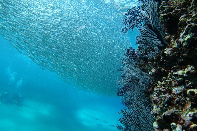 Private Dive Boat for Certified Divers - Cabo San Lucas - Final Thoughts: Is It Worth It?