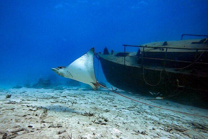 Private Dive + videographer/Photographer (Certified divers only) - The Sum Up