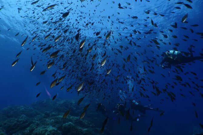 Private diving baptism in the Golf of Calvi - FAQ