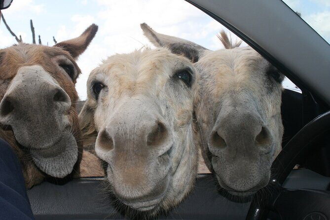 Private Diving & Southside tour - The Sum Up