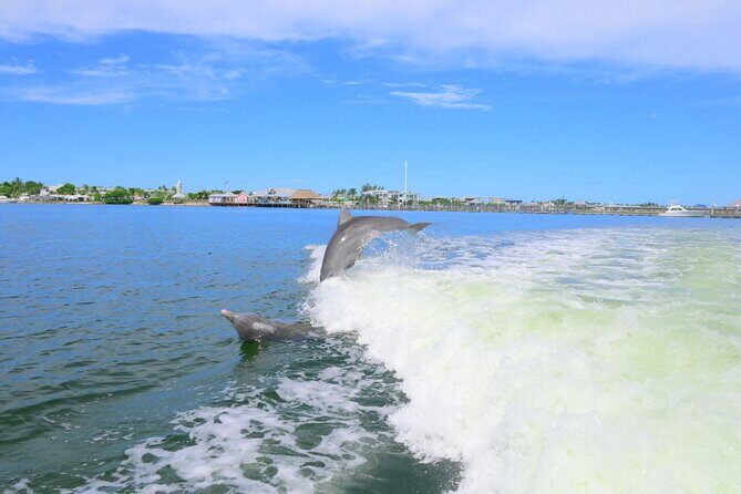 Private Dolphin and Intracoastal Tour of Anna Maria Island - The Sum Up