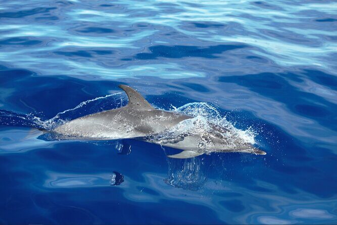 Private Dolphin and Whale Watching Tour in Madeira - What You Can Expect on the Tour