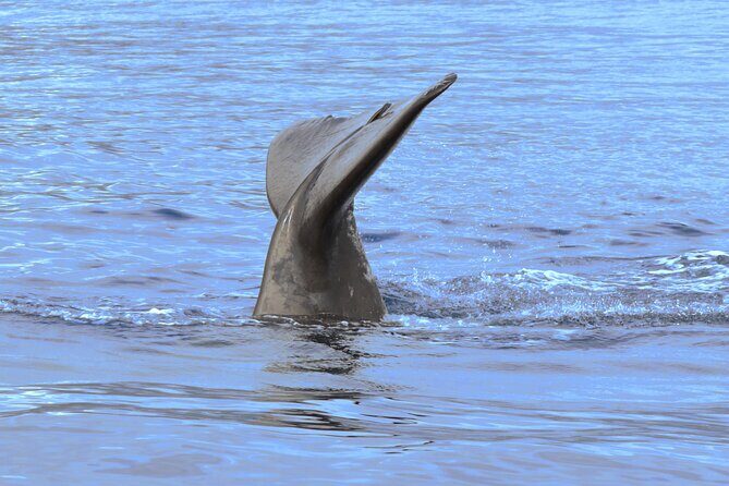 Private Dolphin and Whale Watching Tour in Madeira - In-Depth Breakdown of the Itinerary