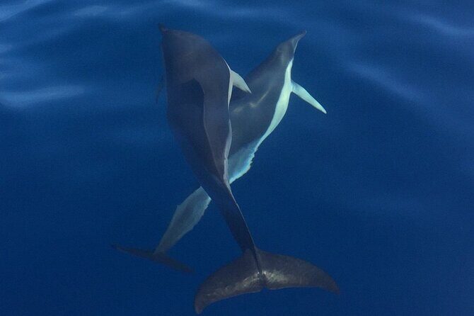 Private Dolphin and Whale Watching Tour in Madeira - What Sets This Tour Apart