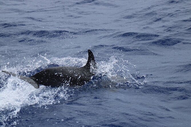 Private Dolphin and Whale Watching Tour in Madeira - Concluding Thoughts: Is This Tour Right for You?