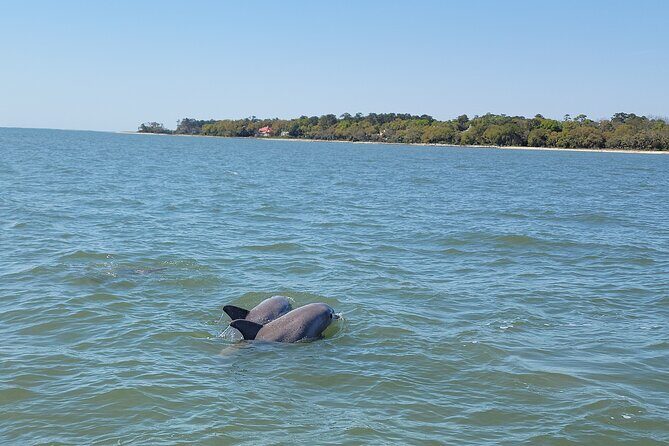 Private Dolphin Boat Tour in Hilton Head Island - Review Highlights: Authentic Traveler Insights