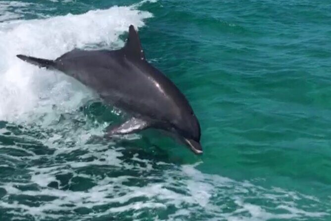 Private Dolphin Cruise - Exploring the Details of the Private Dolphin Cruise