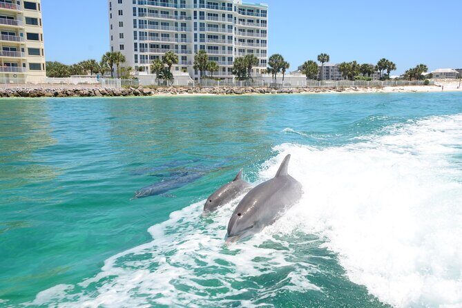Private Dolphin Cruise - Who Will Love This Tour?