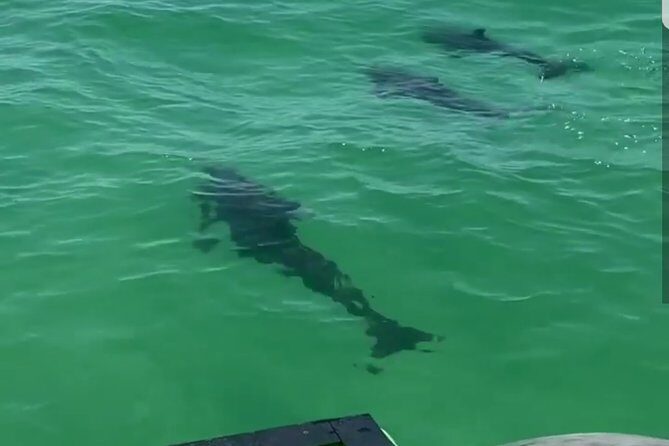 Private Dolphin Cruise in Destin holds 29 people - The Bottom Line: Is It Worth It?