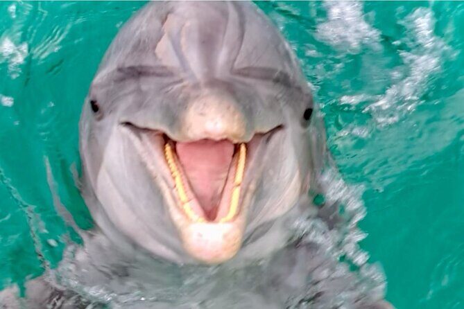 Private Dolphin Cruise in Panama City Beach - FAQ