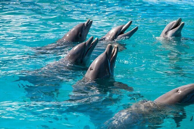 Private Dolphin Playground Safari - Practical Considerations and Tips