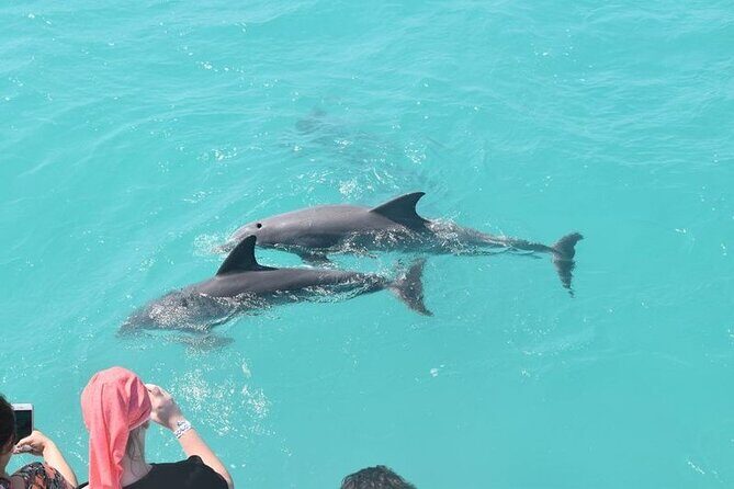 Private Dolphin Playground Safari - Who Will Enjoy This Tour?