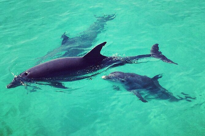 Private Dolphin Playground Safari - FAQ