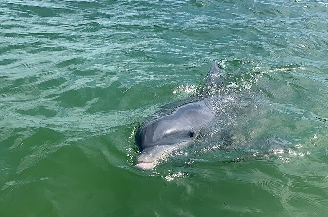 Private Dolphin & Sightseeing Boat Day Tour - Starting Point & Boarding Experience